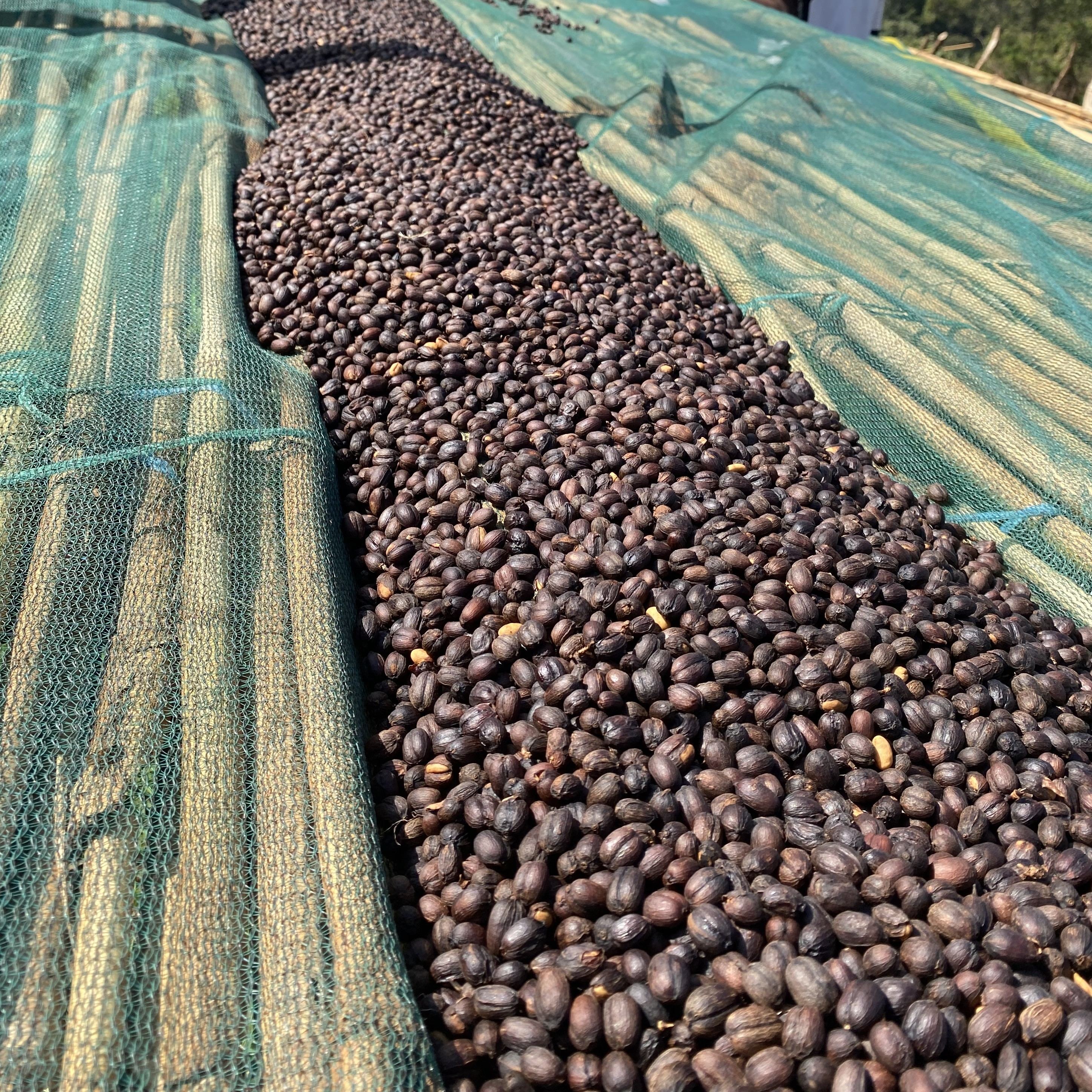 Ethiopia Silinga Natural(24/25年クロップ) | ORIGIN COUNTRIES（オリジンカントリーズ）-スペシャルティコーヒーの生豆インポーターの卸売り販売用サイト